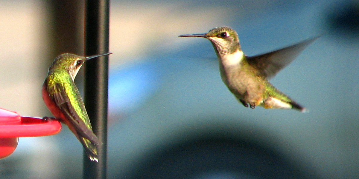 07-hummingbird-fight – Chisholm Country