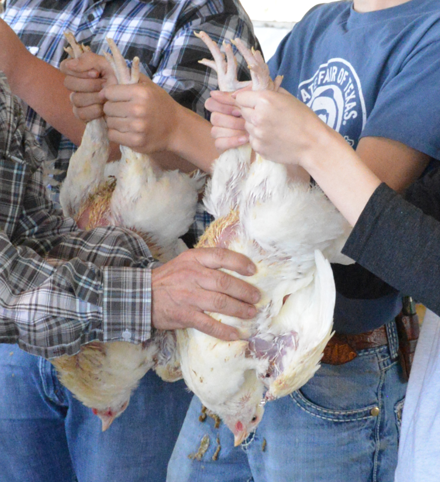 06-broiler judging_web – Chisholm Country