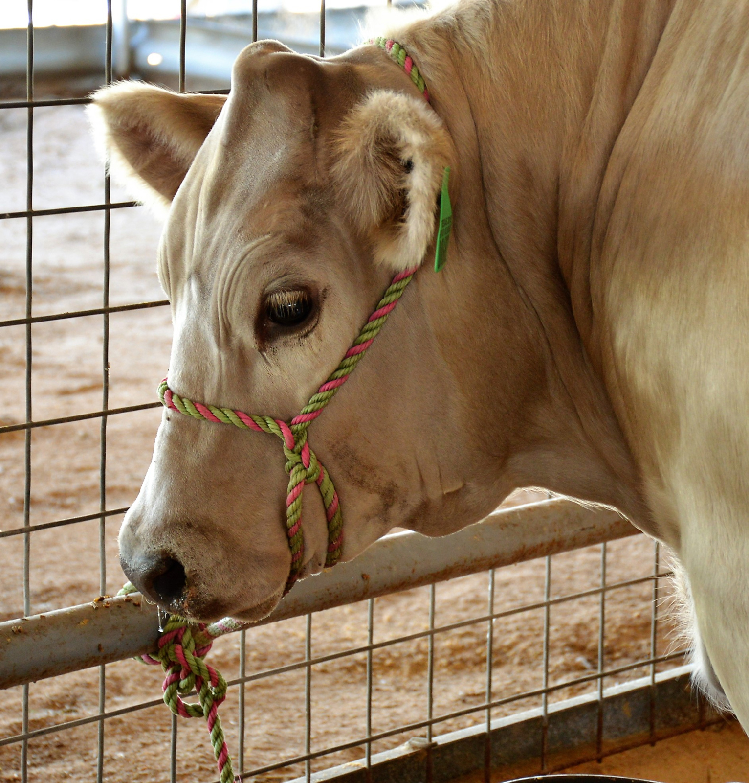 07-cow_web – Chisholm Country