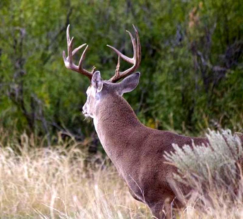 Explaining Why We Hunt – Chisholm Country